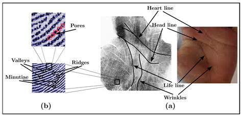 Palmprint Recognition Encyclopedia Mdpi