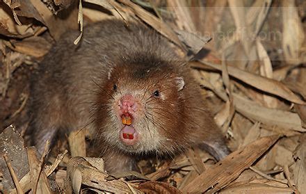 Bamboo Rat ~ Everything You Need To Know With Photos Videos
