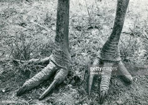 Claw Toe Photos And Premium High Res Pictures Getty Images