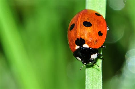 Coccinelle à sept points (Coccinella septempunctata) en gros plan
