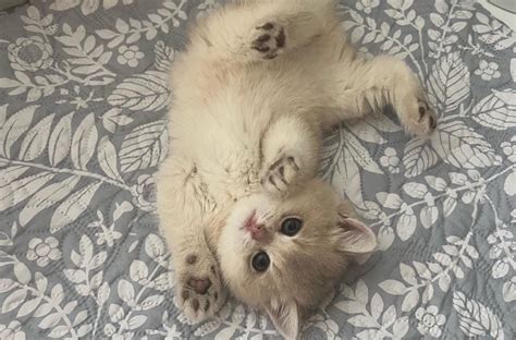 평택브리티쉬숏헤어분양 후기 날개없는 천사 ♥ 분양후기