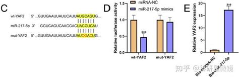 如何分析mirna和靶基因互作？这里都给你整理好啦，快来看 知乎