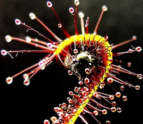 কলমে কৌশিক স্যার সূর্যশিশির কৌশিক মুখোপাধ্যায় বিপ্লবেরা ঐতিহাসিক বিপর্যয়ে