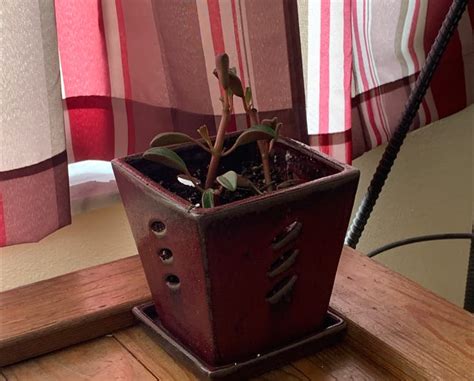 Why Is My Peperomia Ruby Cascade Not Doing Well