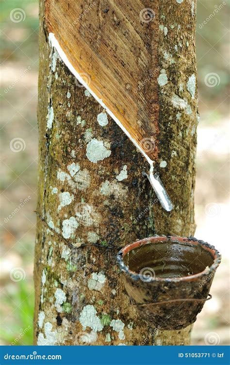 Hevea Brasiliensis Stock Image Image Of Latex Commodity 51053771