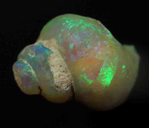 How Do Opalised Fossils Form Geology Page