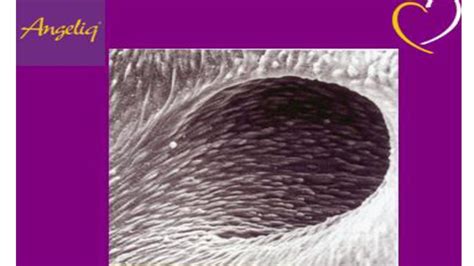 KVALITET ŽIVOTA U SREDNJEM ŽIVOTNOM DOBU uloga polnih hormona Prof ppt download