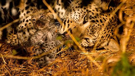 Rare Picture Male Leopard Kills Eats Cub National Geographic