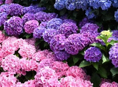 7 Evergreen Hydrangea Varieties For Year Round Appeal