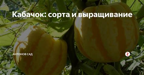 Кабачок сорта и выращивание Антонов сад дача и огород Дзен