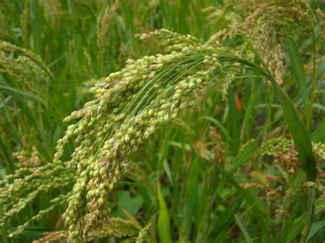 Small Millets For Food And Nutritional Security The Global Plant Council