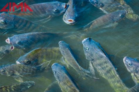 How To Choose The Best Fish Feed Additives Fish Feed Supplement Fish