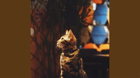 Dancing Cat Youtube Music