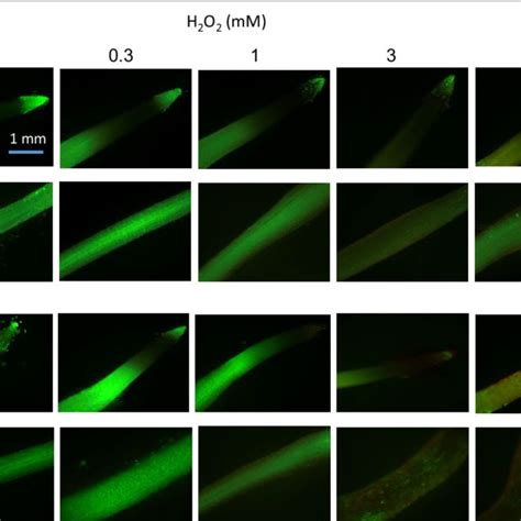 Viability Staining Of Root Elongation A And Mature B Zones Of Four
