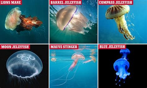 Which Species Of Jellyfish Are The Most Dangerous For Swimmers Daily
