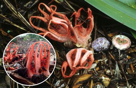 Mātauranga Māori Fungi As Food And Medicine Mātauranga Māori Fungi As Food And Medicine