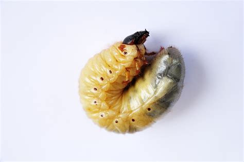 How To Identify Japanese Beetle Grubs At Ray Ratliff Blog