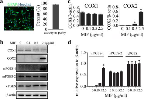 Determination Of Pge2 Synthesis Related Protein Levels In Response To Download Scientific