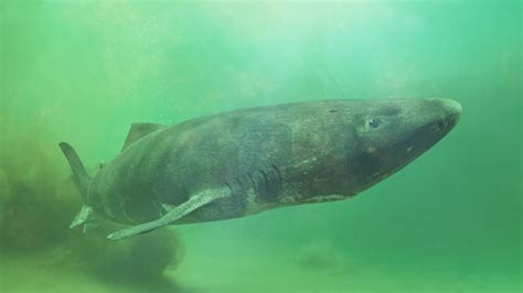 Greenland Shark The Worlds Longest Living Vertebrate