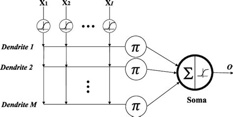 The Structure Of Dnm Download Scientific Diagram