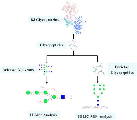 蜂王浆糖蛋白的N 联糖基化异质性的位点特异性分析 Journal of Agricultural and Food Chemistry X MOL