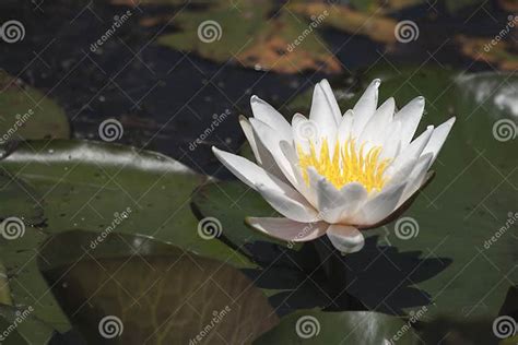 White Water Lily Flower Stock Image Image Of Herbalism 227053229