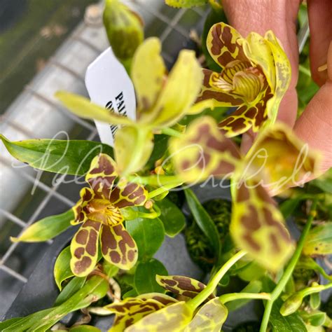 Grammatophyllum Scriptum Mini — Palmer Orchids