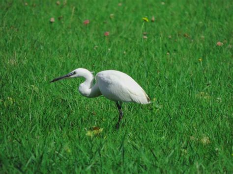 Aigrette