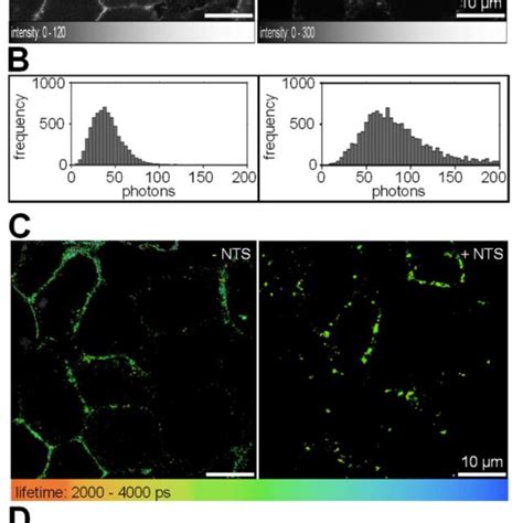 Schematic Overview Of The Ntsr1 Mng In Lipid Nanodisc Preparation From Download Scientific