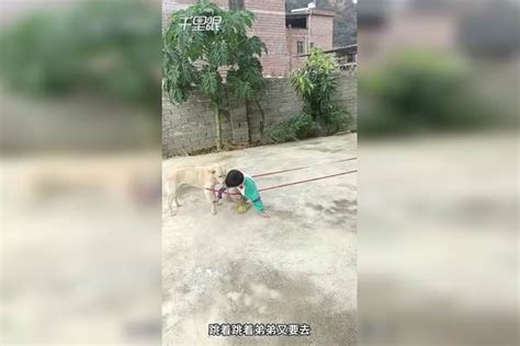 广西狗狗无精打采的给小主人跳皮筋撑绳它是被迫营业