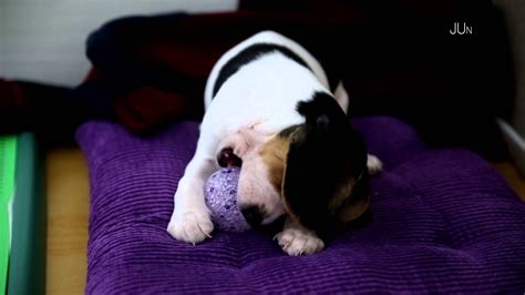 악마견 비글 댕이의 성장 스토리 E02악마가 눈을 뜨고 있다 Youtube 악마견 비글 댕이의 성장 스토리 E02악마가 눈을 뜨고 있다 Youtube