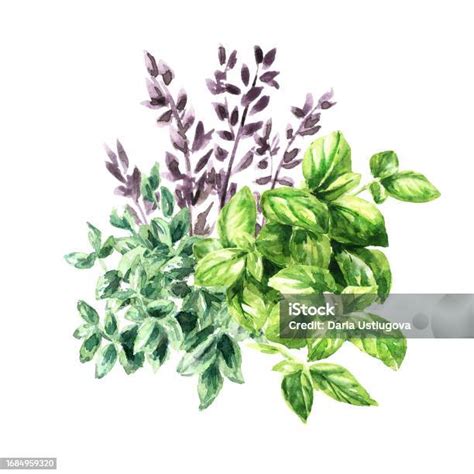 부엌 향기로운 허브 손으로 그린 수채화 그림 흰색 배경에 분리되어 있다 건강한 식생활에 대한 스톡 벡터 아트 및 기타 이미지