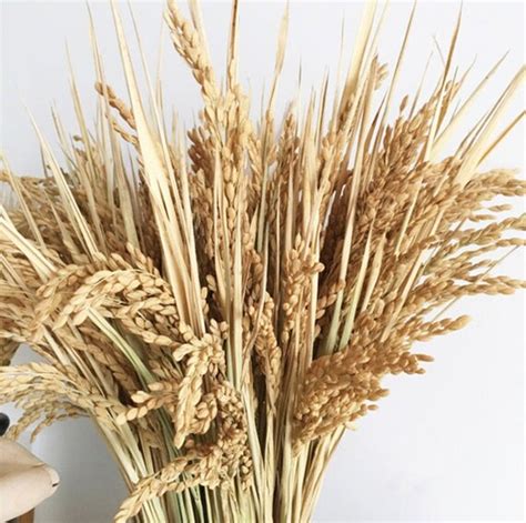 Wheat Stalks Bundle