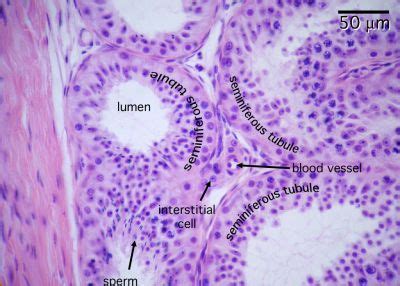 Testes Histology Testis Labels Histology Slide