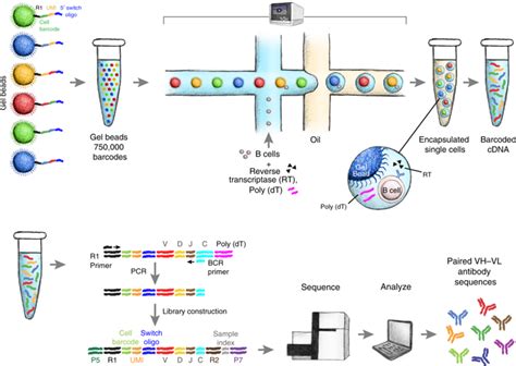 Massively Parallel Single Cell B Cell Receptor Sequencing Enables Rapid