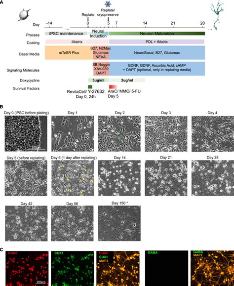 Fully Defined Ngn2 Neuron Protocol Reveals Diverse Signatures Of