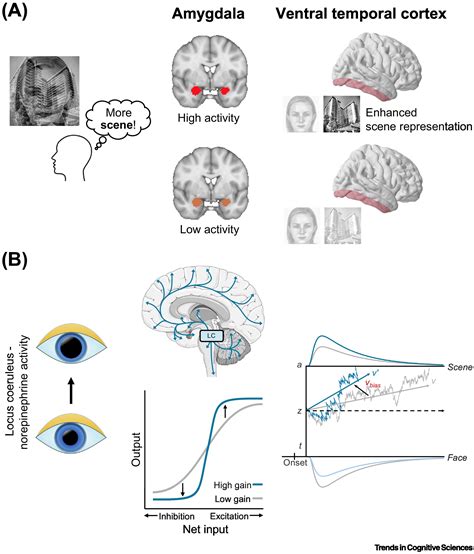 A Neurocomputational Account Of Motivated Seeing Trends In Cognitive Sciences