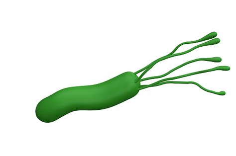 헬리코박터 파일로리 박테리아 3d는 클리핑 경로로 격리된 로고에 대한 사실적인 의학 아이콘을 렌더링합니다 미생물학 건강 인간 삽화 건강 진단에 대한 스톡 사진 및 기타