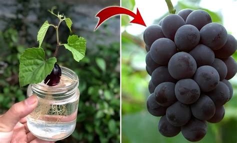 یک روش جدید و بی دردسر برای کاشت حبه انگور و تبدیل کردن آن به درخت در