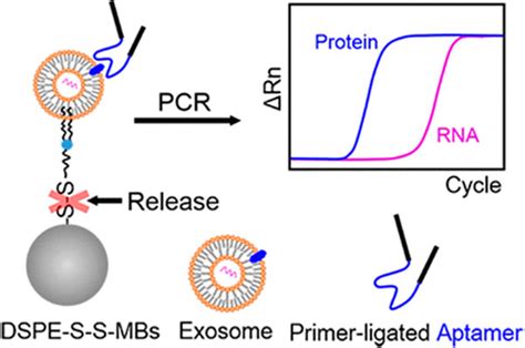 Simultaneous Detection Of Exosomal Membrane Protein And Rna By Highly Sensitive Aptamer Assisted