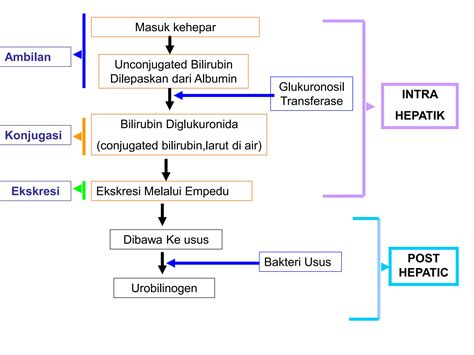118876380 Metabolisme Bilirubin Pre And Post Ppt Ppt