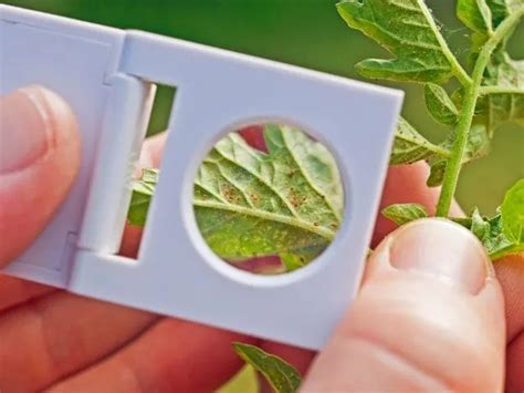 Schefflera Pest Problems Common Pests And Diseaseshow To Fix Simplify