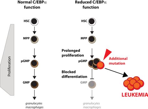 Figure 9 From Deciphering The Pathogenesis Of Acute Myeloid Leukemia