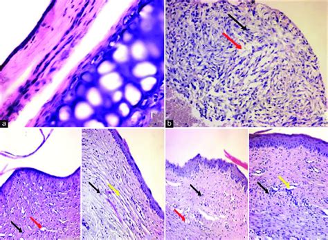 Some Of The Histological Sections From All Groups Stained With H And E