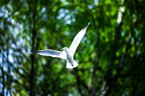 Common Gull During Flight Sea Mew Larus Canus Stock Image Image Of