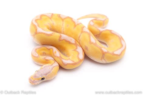 Enchi Clown Ball Python