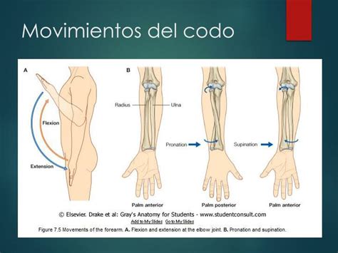 Ppt Codo Y Fosa Cubital Powerpoint Presentation Id 1772668