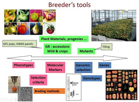 Breeding The CRISPR Cas Method Part Tomato News