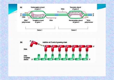 Transcription Is The Process Of Copying A Segment Of Dna Into Rna The Segments Of Dna