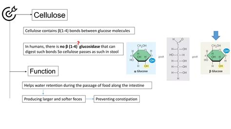 Digestion Of Carbohydrates Proteins And Lipids Pptx